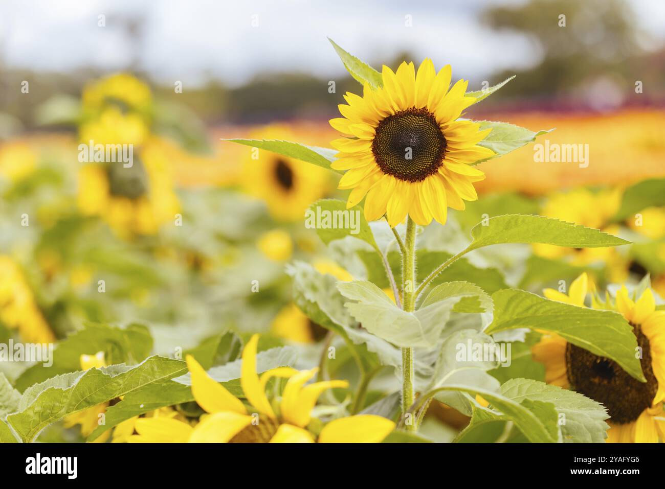 Sunflowers at a garden in the Dandenong Ranges in Melbourne, Victoria ...