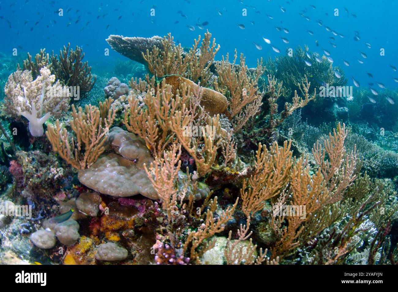 Malacalcyonacea hi-res stock photography and images - Alamy