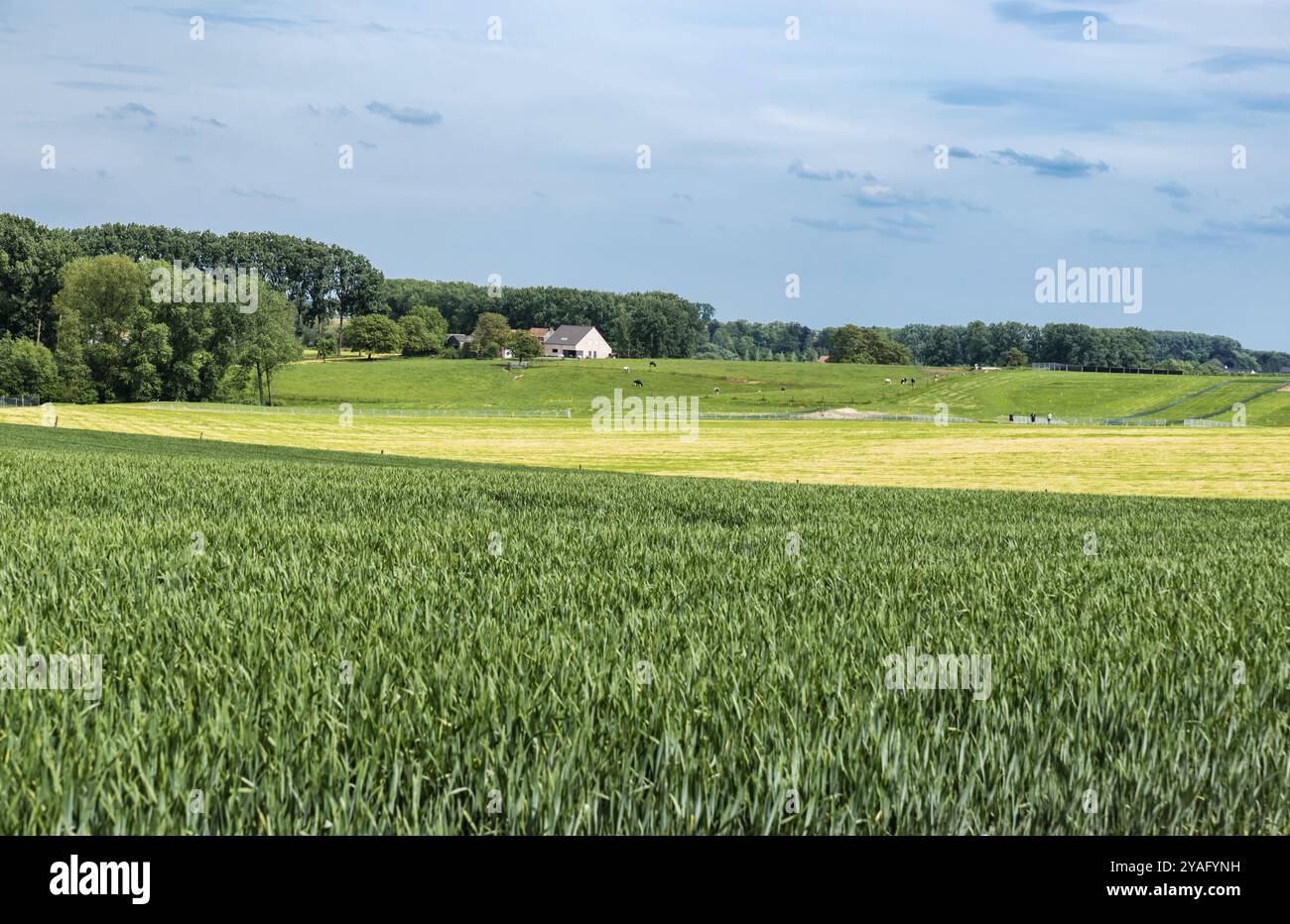 Tall corn crops flowering hi-res stock photography and images - Alamy