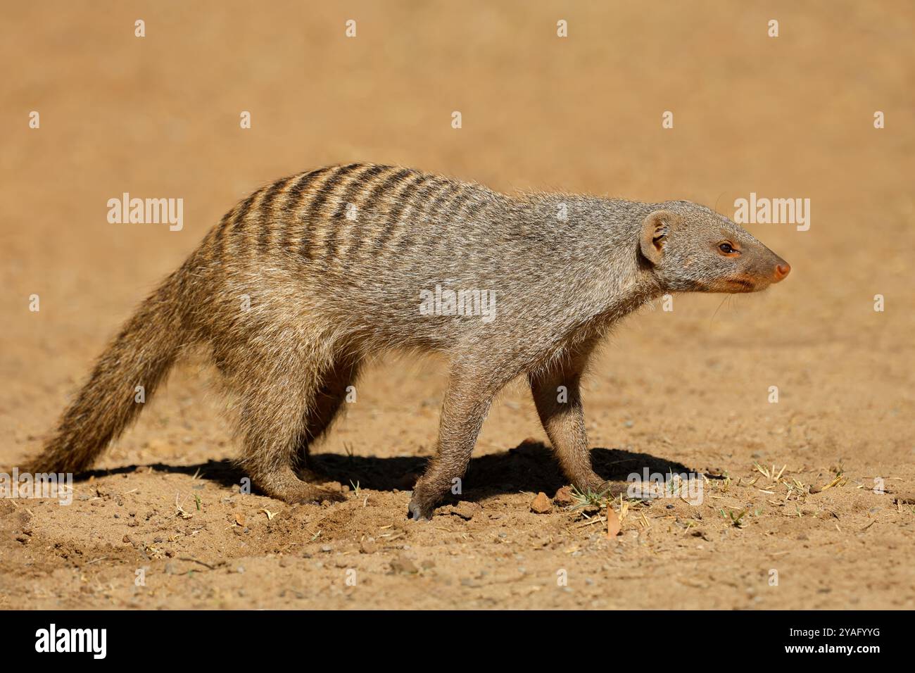 Banded mongoose in the natural habitat hi-res stock photography and ...