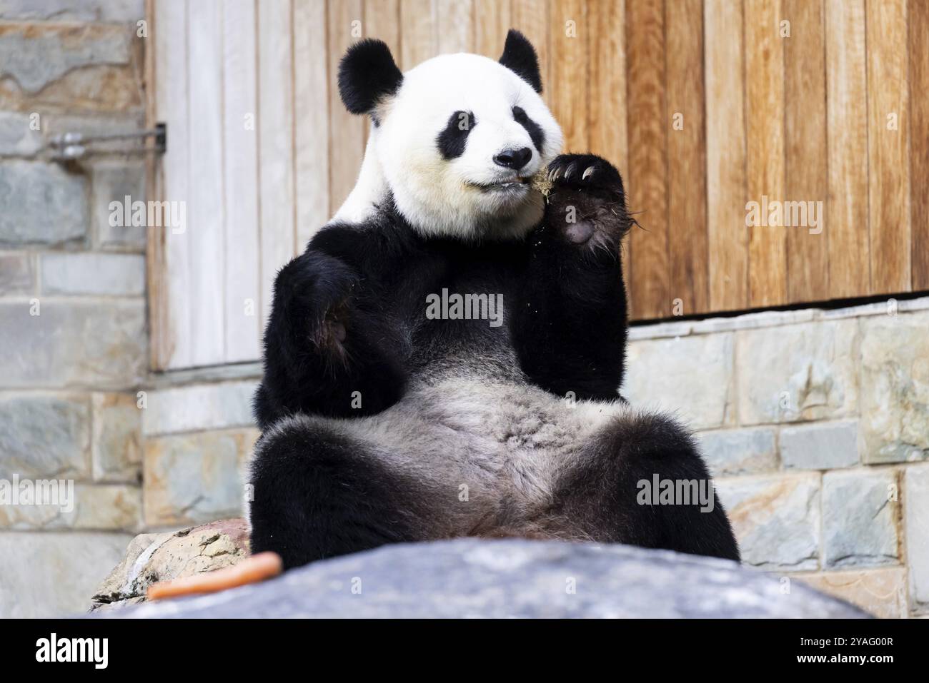 Giant Panda in a zoo environment in Australia Stock Photo - Alamy