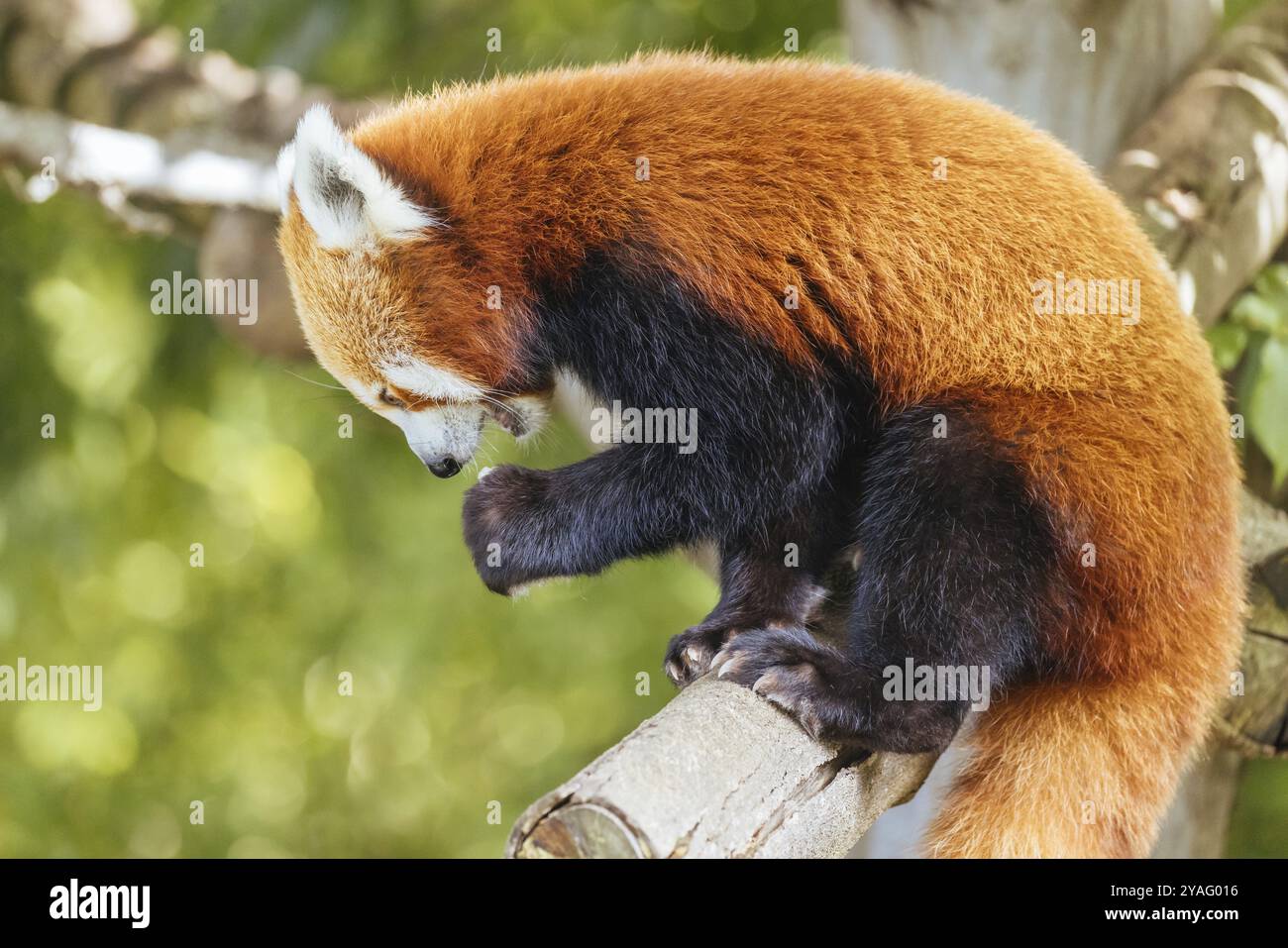 An inquisitive red panda in a zoo in Australia Stock Photo - Alamy
