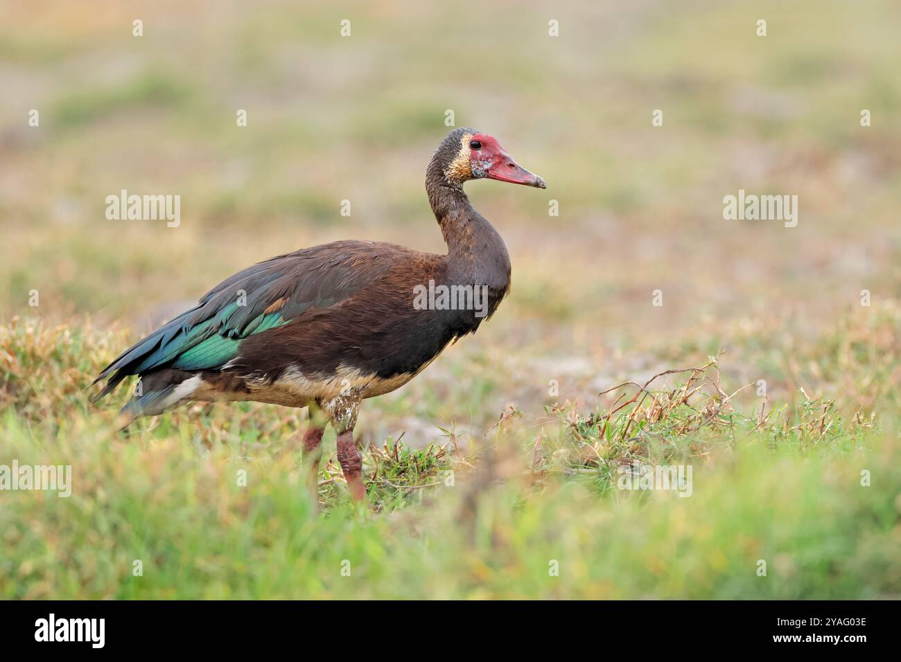 A spur-winged goose (Plectropterus gambensis) in natural habitat, Chobe ...