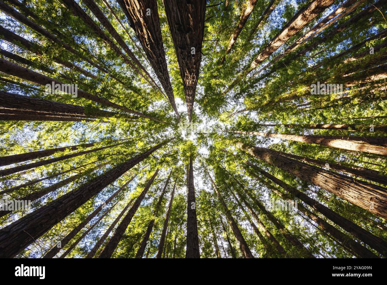 Australian redwood hi-res stock photography and images - Alamy