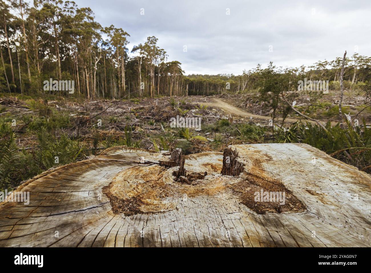DOVER, AUSTRALIA, FEBRUARY 23: Forestry Tasmania continues logging of ...