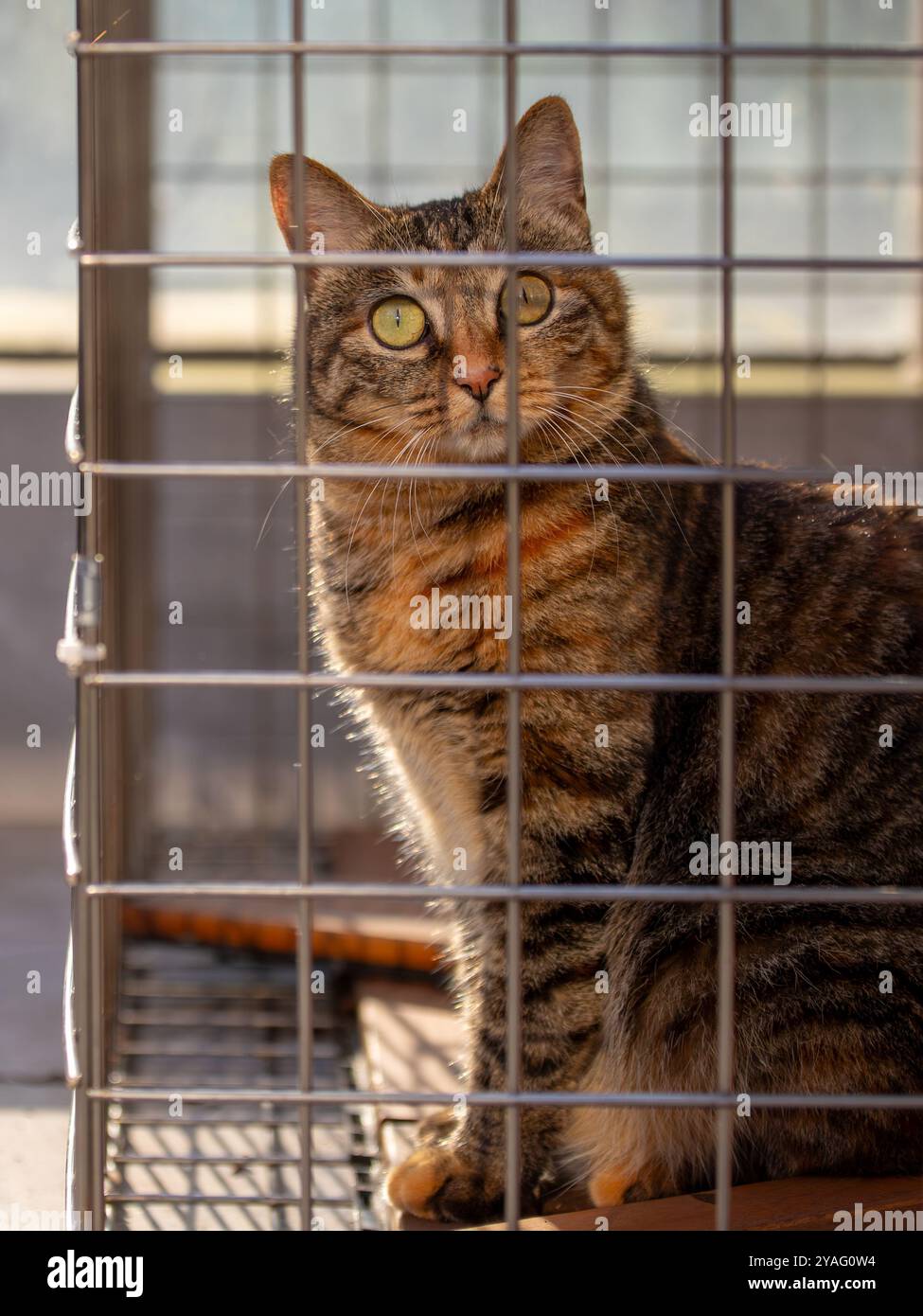 A Chinese Lihua Cat sitting in catio, looking into camera, back lit by ...