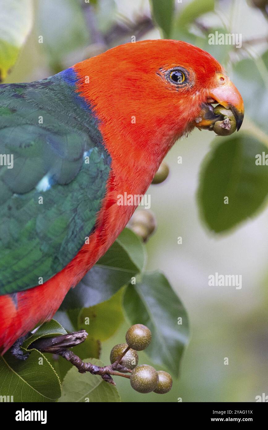 Australian king parrot fruit hi-res stock photography and images - Alamy