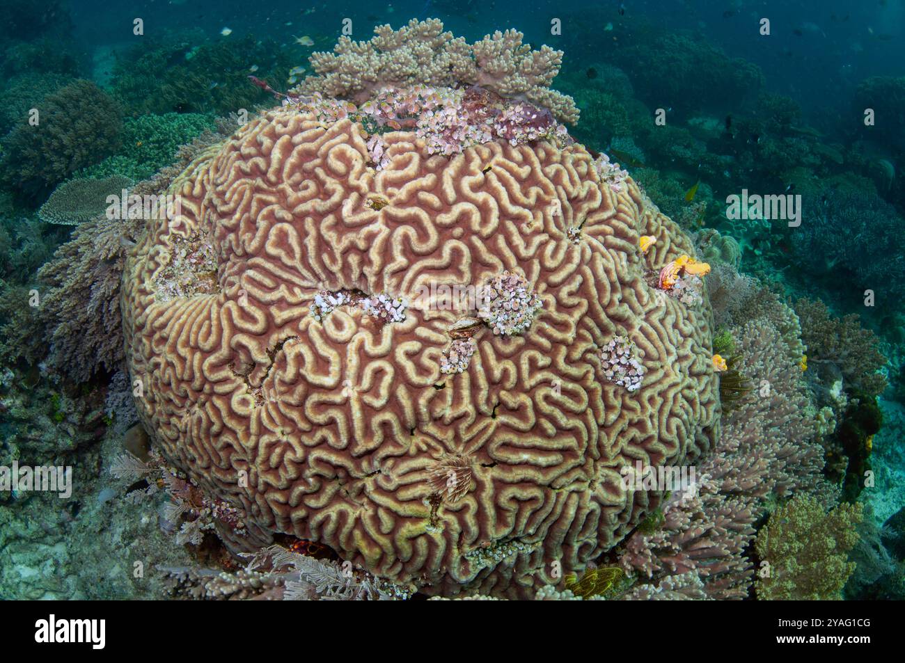 Brain Coral, Platygyra lamellina, Mioskon dive site, Dampier Strait ...