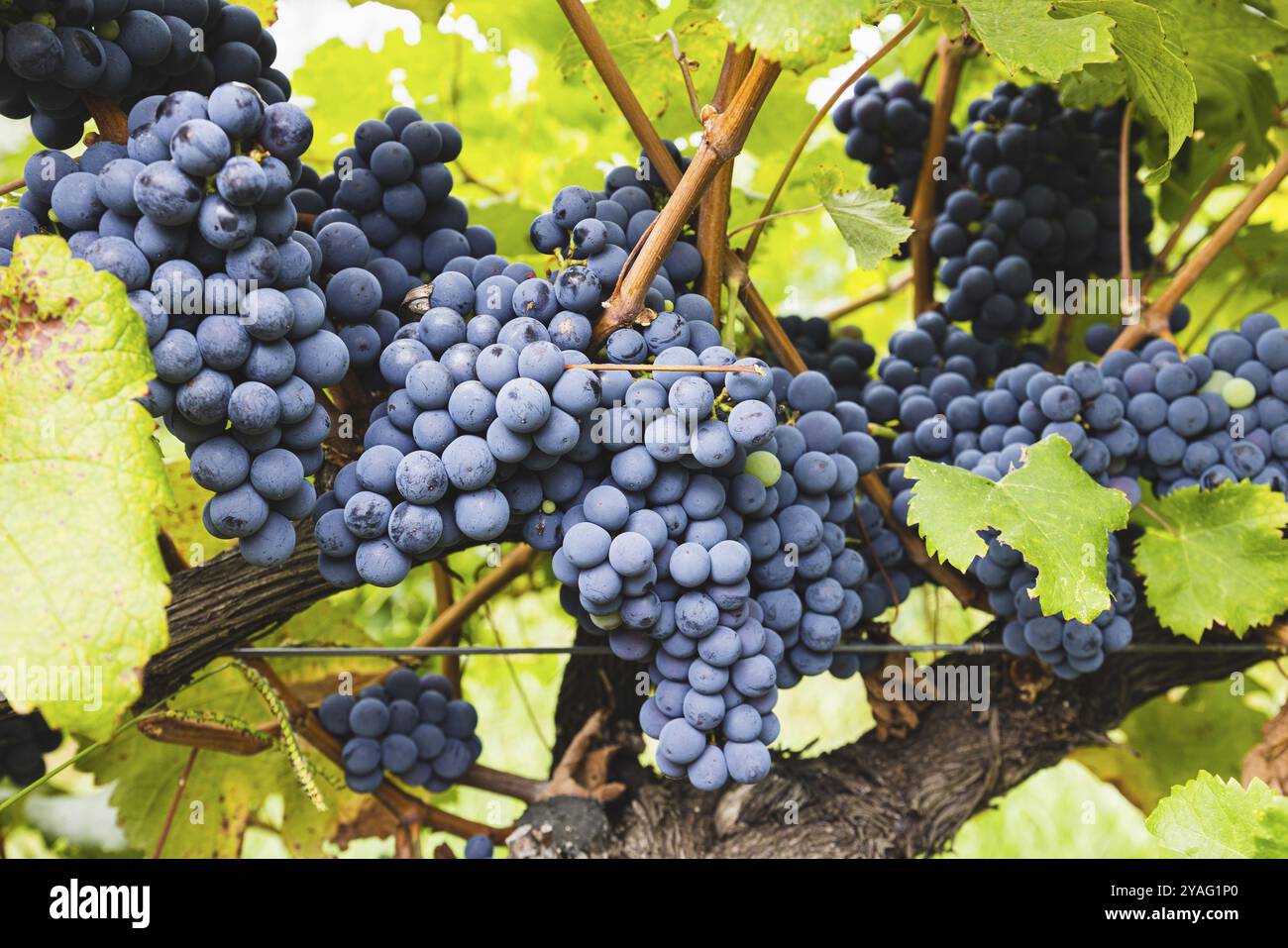 Grape vines with well grown fruit near to harvest in Healesville, Yarra ...