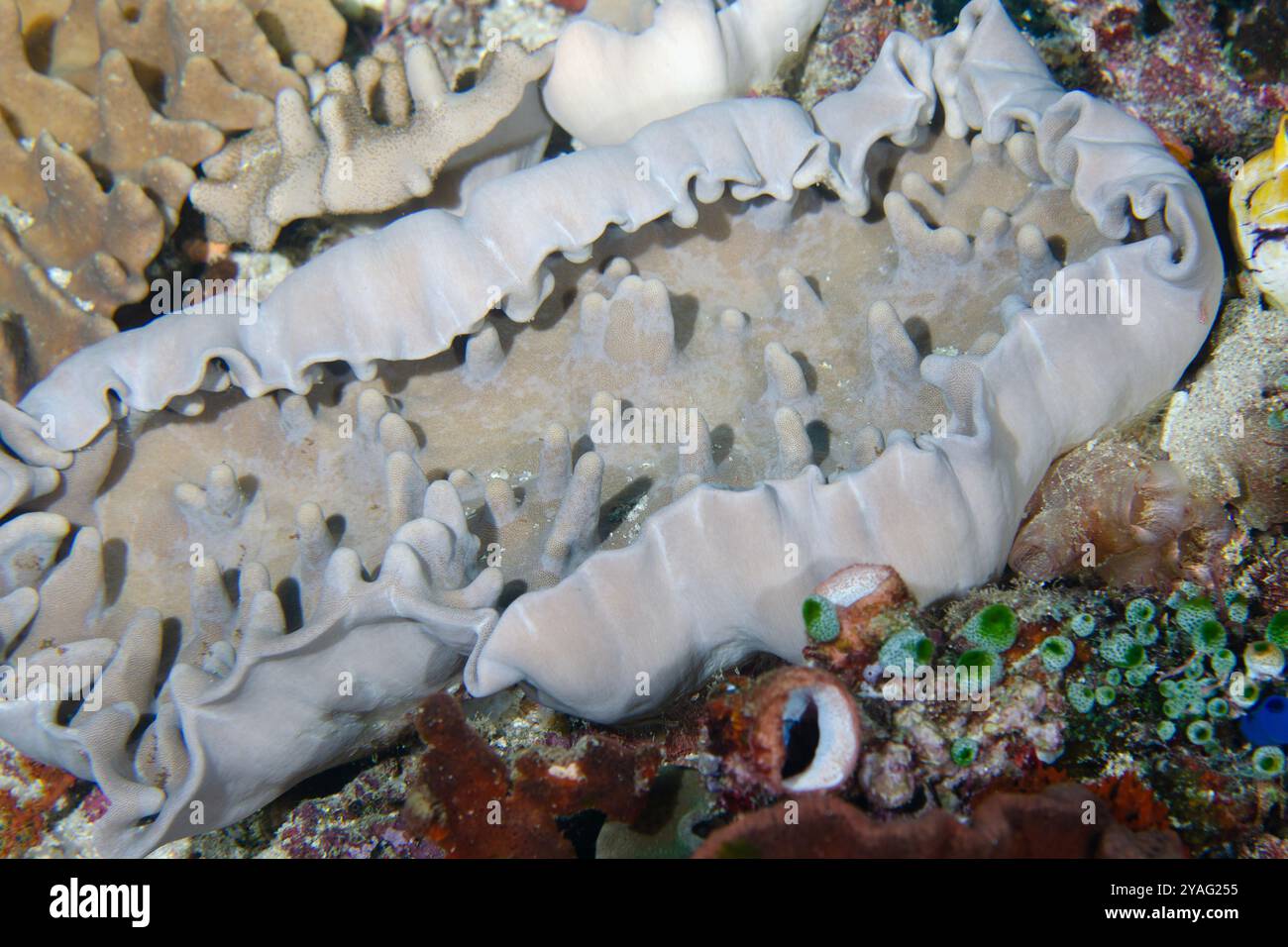 Devils hand coral hi-res stock photography and images - Alamy