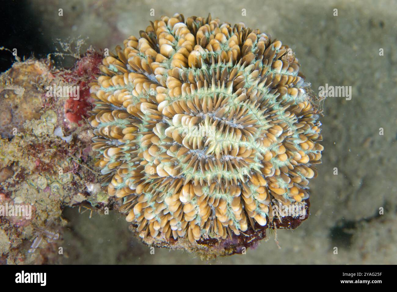 Pearl Bubble Coral, Plerogyra lichtensteini, Weda, Halmahera, Indonesia ...