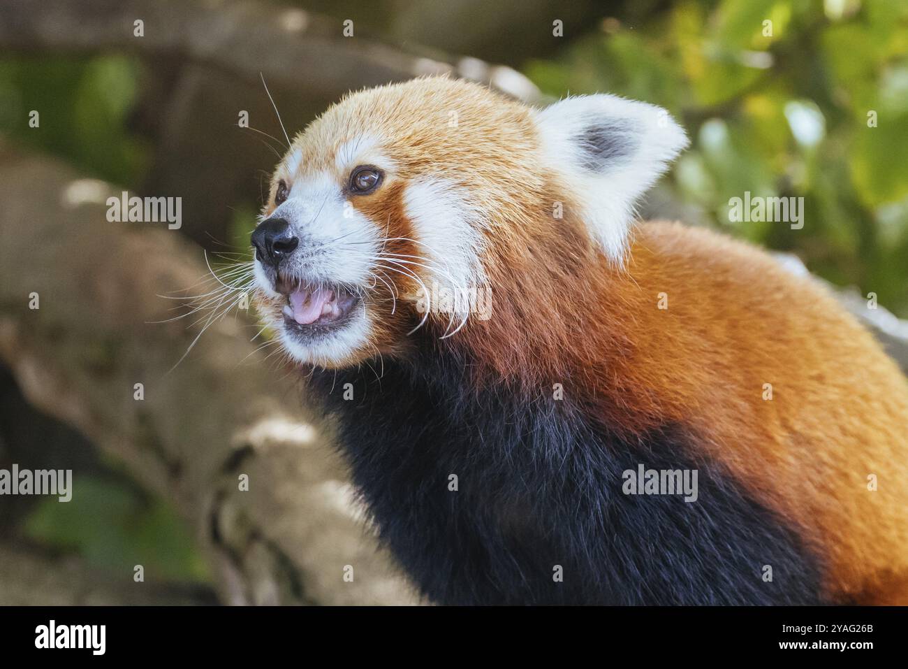 An inquisitive red panda in a zoo in Australia Stock Photo - Alamy