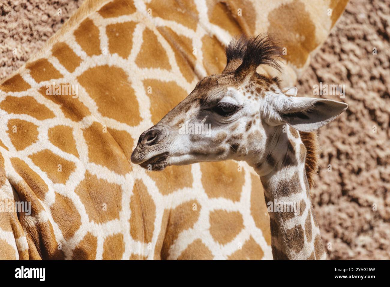 Giraffe in captivity in a zoo in Australia Stock Photo - Alamy
