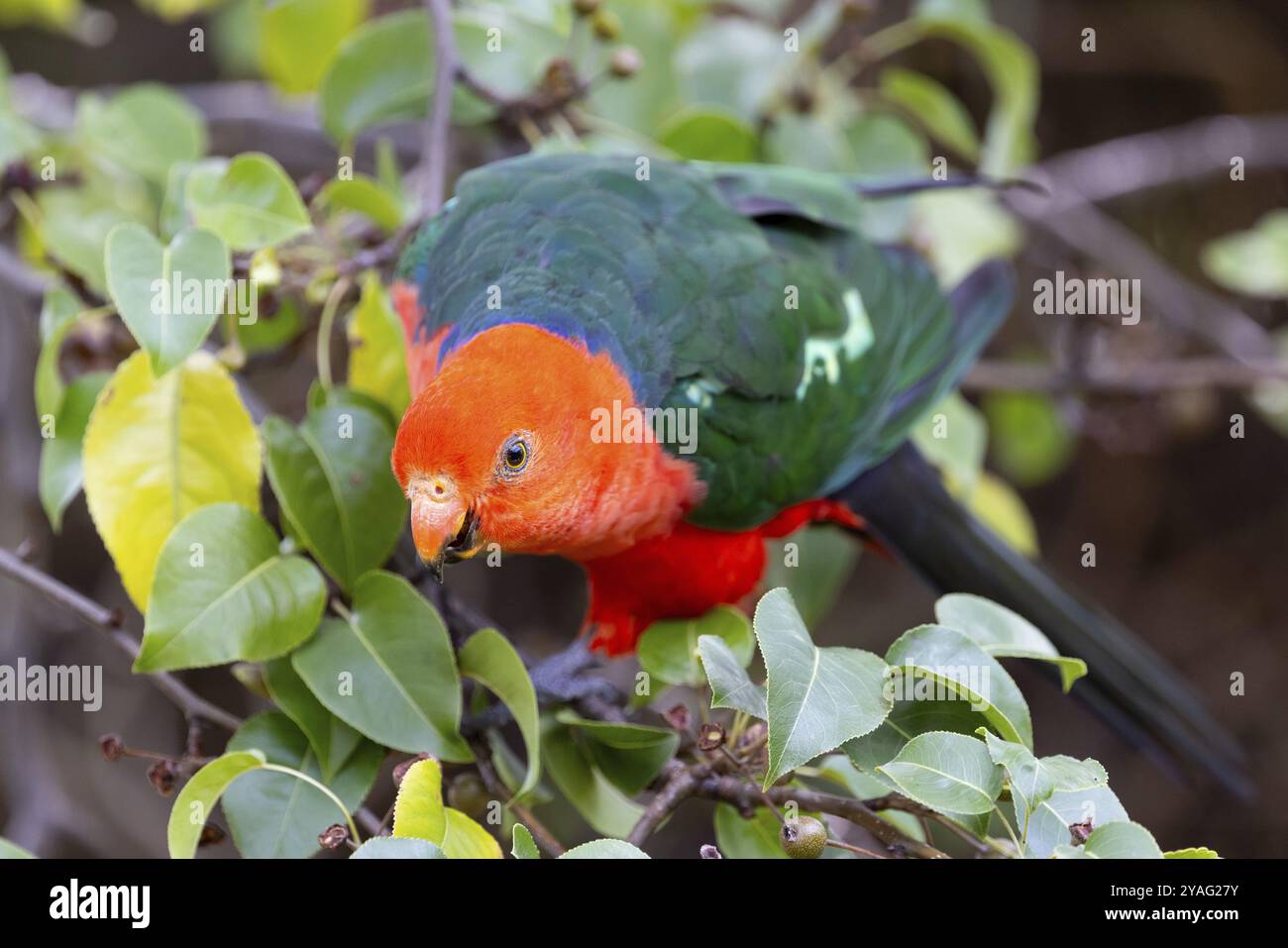 Parrot eating tree hi-res stock photography and images - Alamy