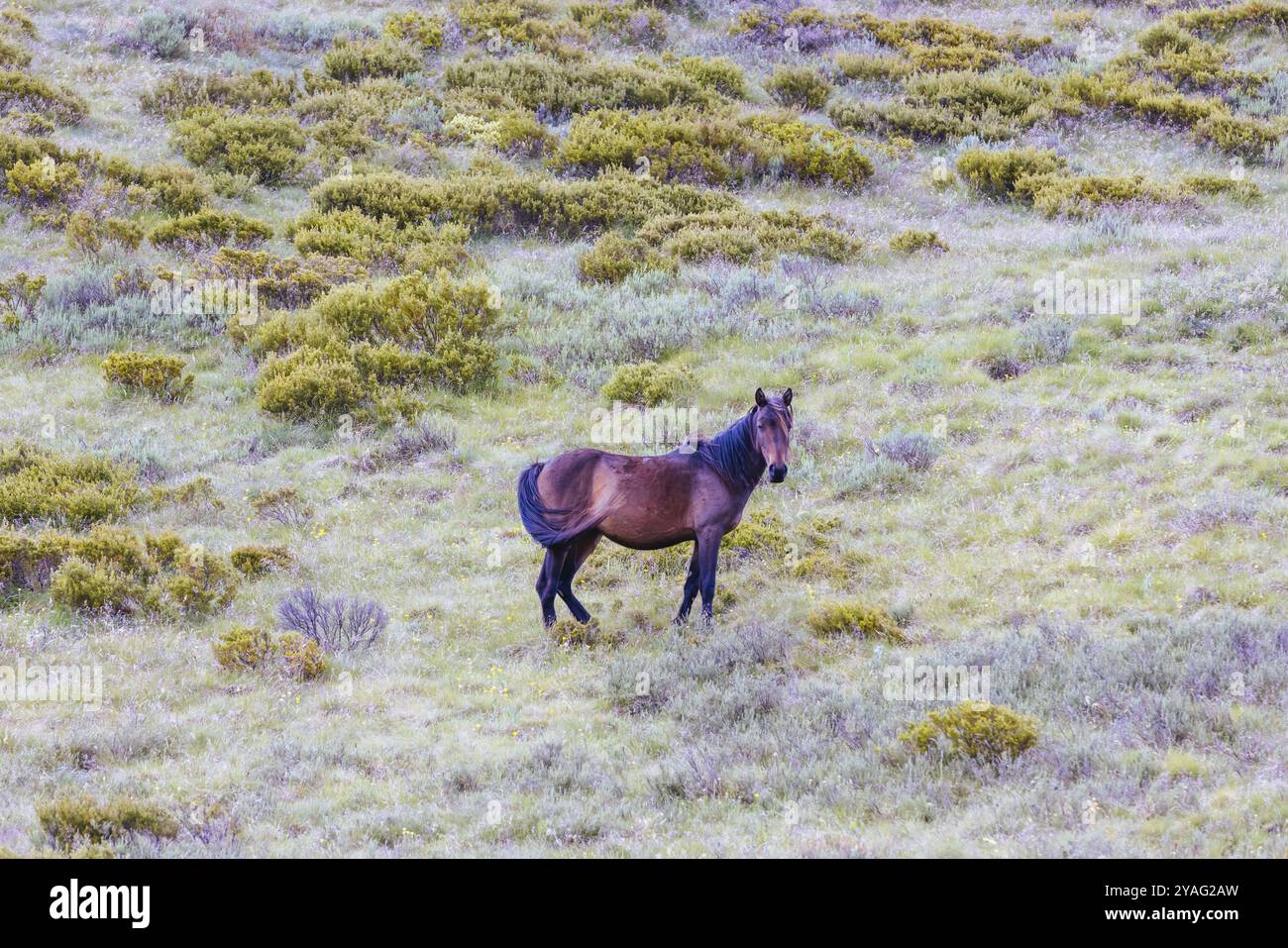 A landscape view with wild brumbies on the Cascade Hut Trail near Dead ...