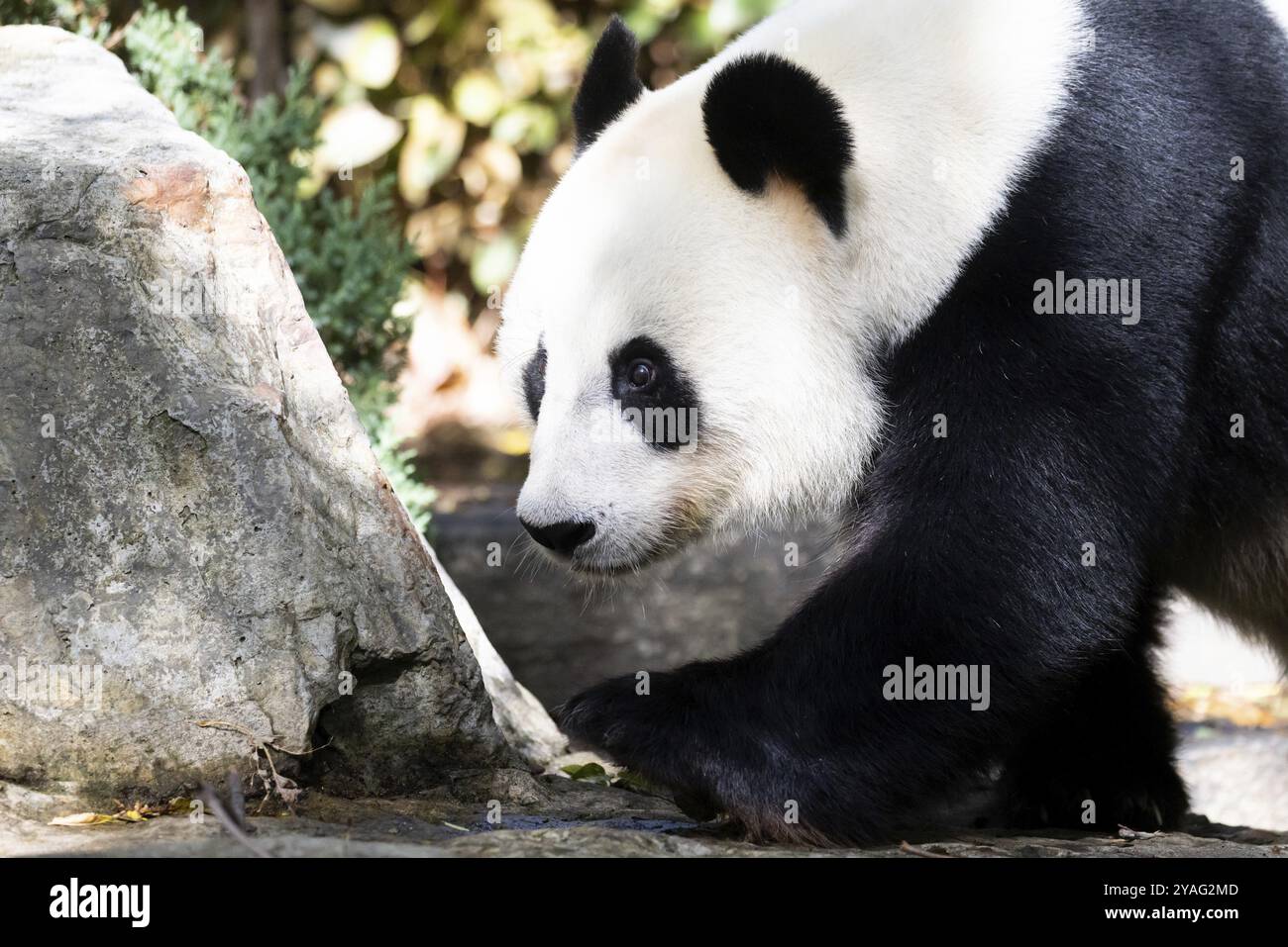 Giant Panda in a zoo environment in Australia Stock Photo - Alamy