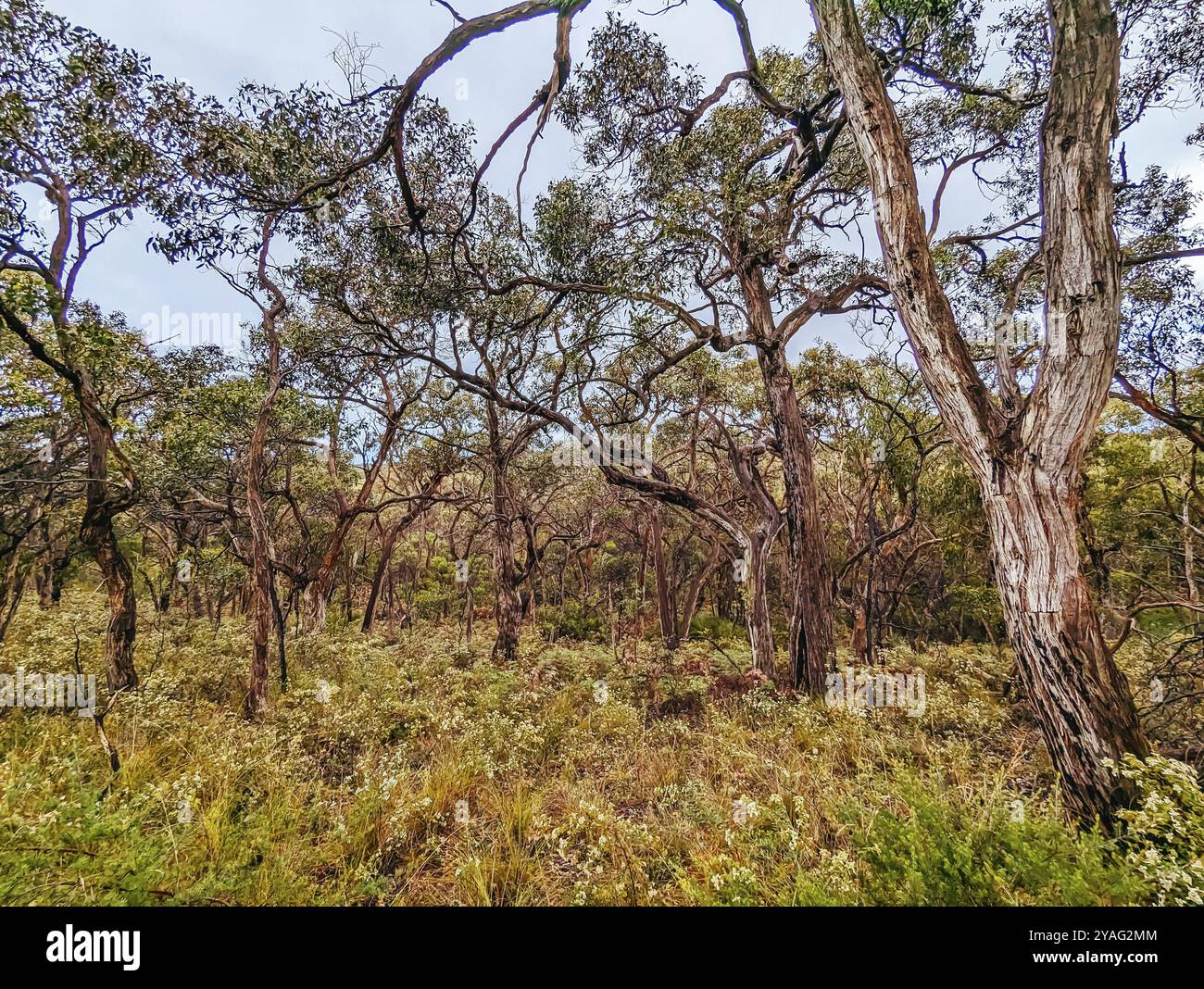 The popular Anglesea mountain bike park near Eumeralla Scout Camp in ...