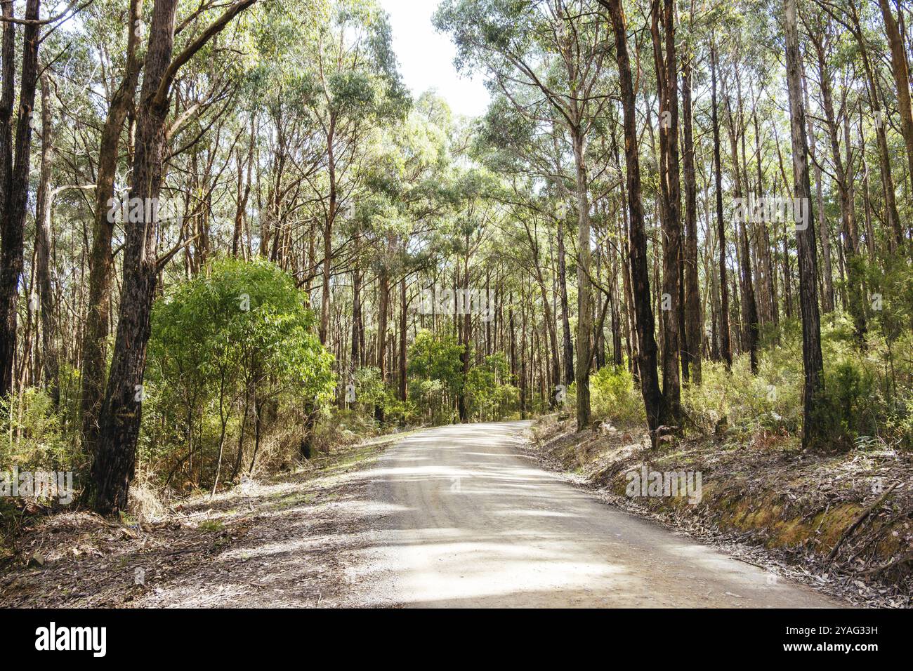 Australian rural country scene in Kinglake National Park near Kinglake ...