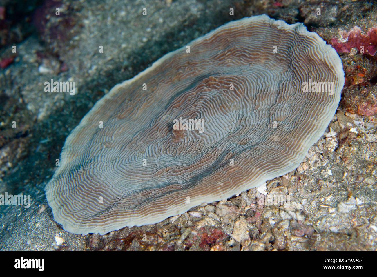 Pachyseris sp hi-res stock photography and images - Alamy
