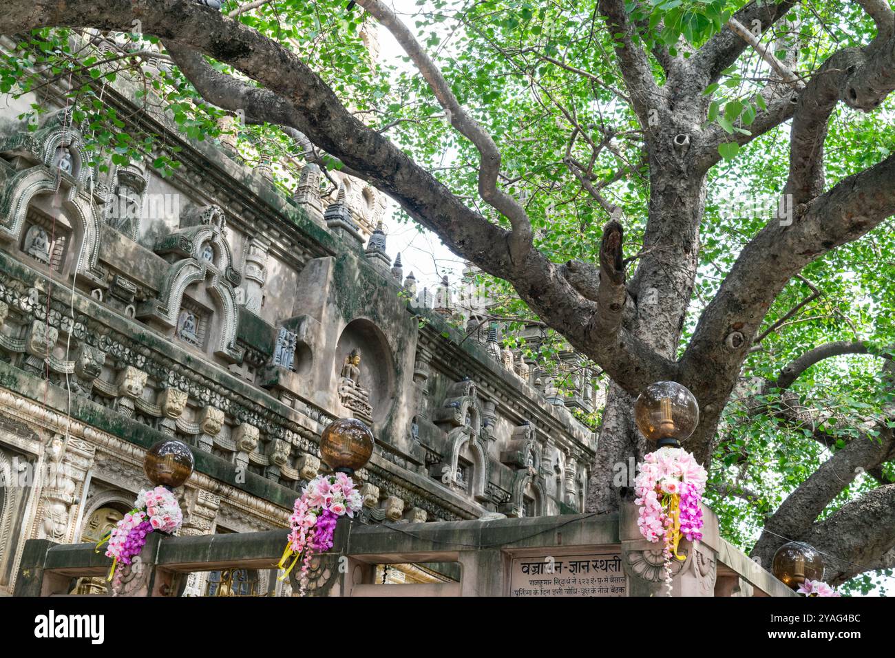 Sunlight shining through the branches of a large tree growing over a ...