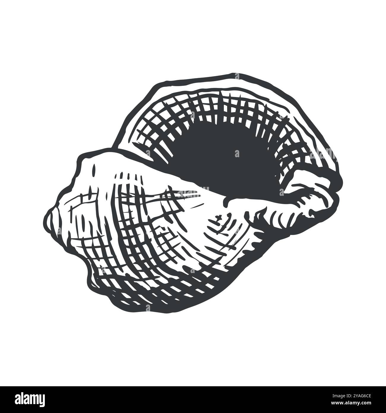 Spiral conch sea shell Stock Vector Image & Art - Alamy