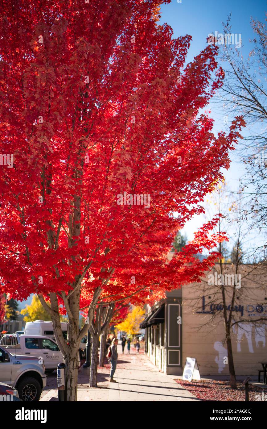 A bright red maple tree stands on a lively sidewalk, surrounded by ...