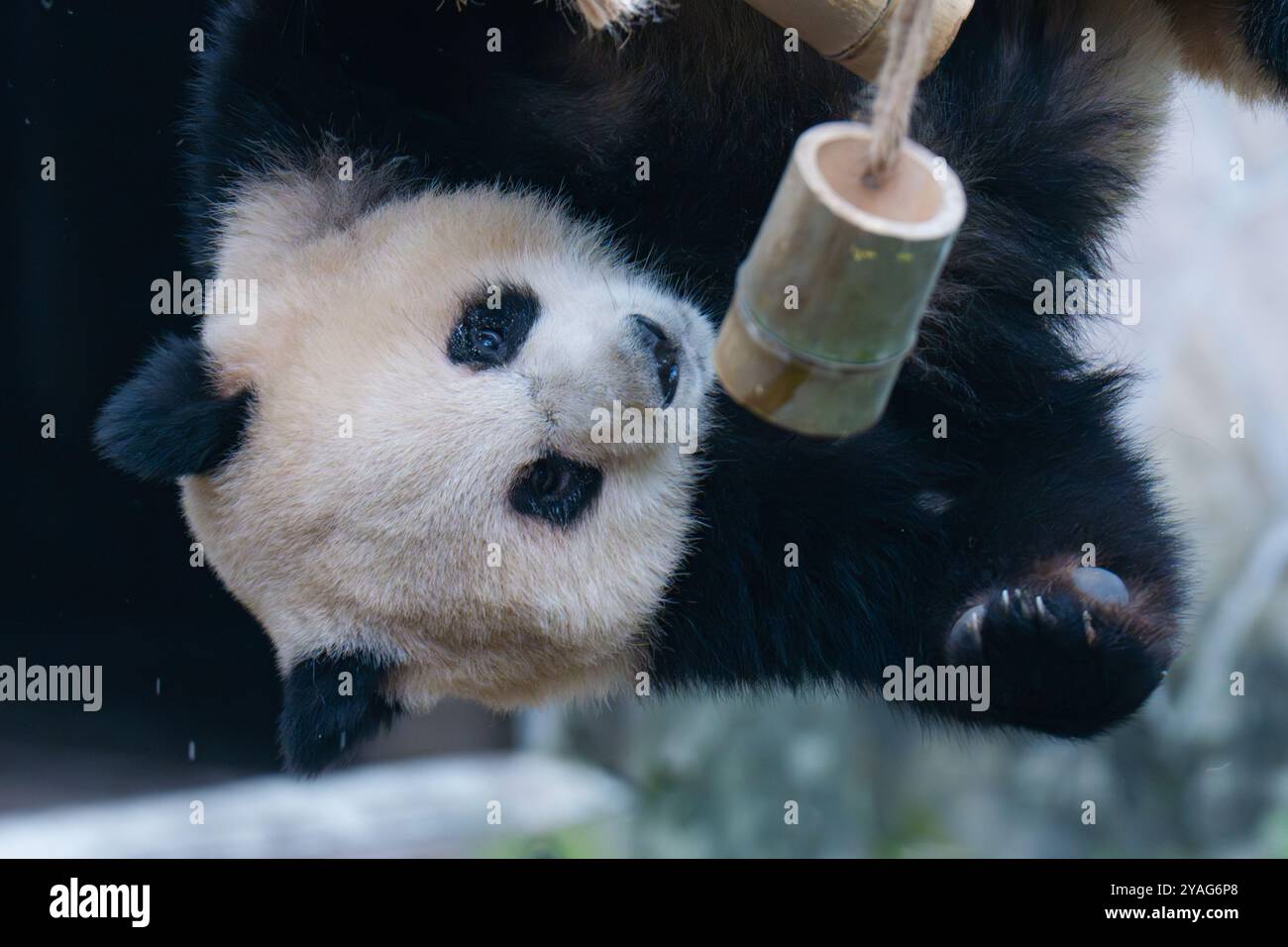 Chongqing, China. 14th Oct, 2024. Giant panda Yu Ai plays with a bamboo ...
