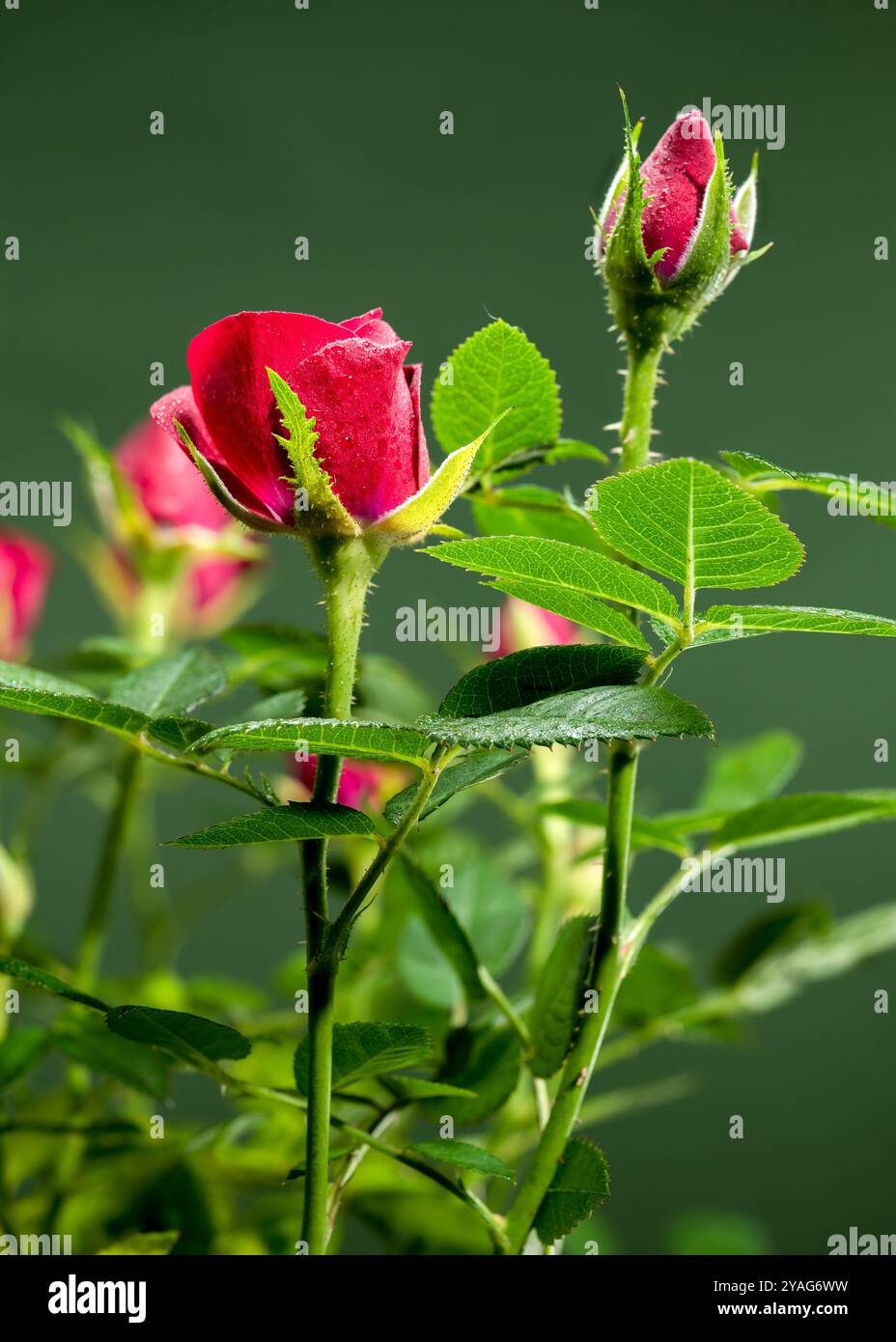 Beautiful blooming red rose kiss kordana on a green background. Flower ...