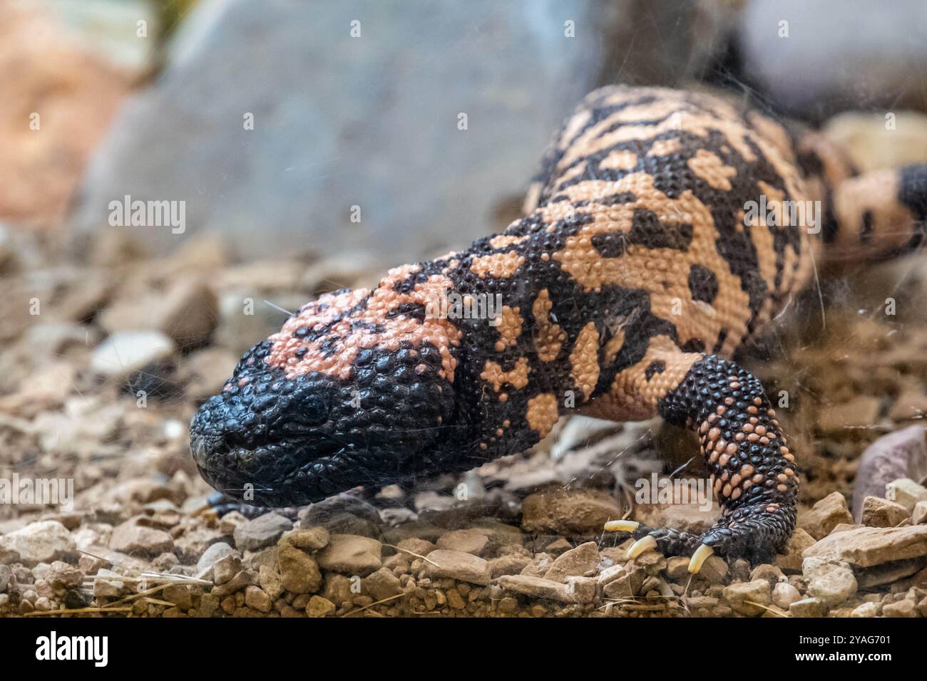 A Gila Monster in Tucson, Arizona Stock Photo - Alamy