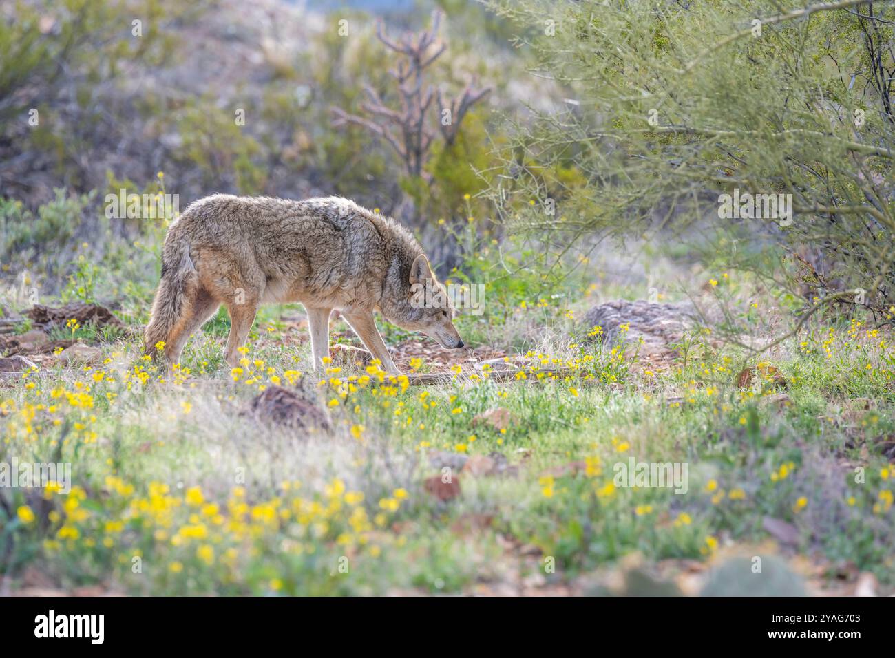 A Mexican Gray Wolf in Tucson, Arizona Stock Photo - Alamy