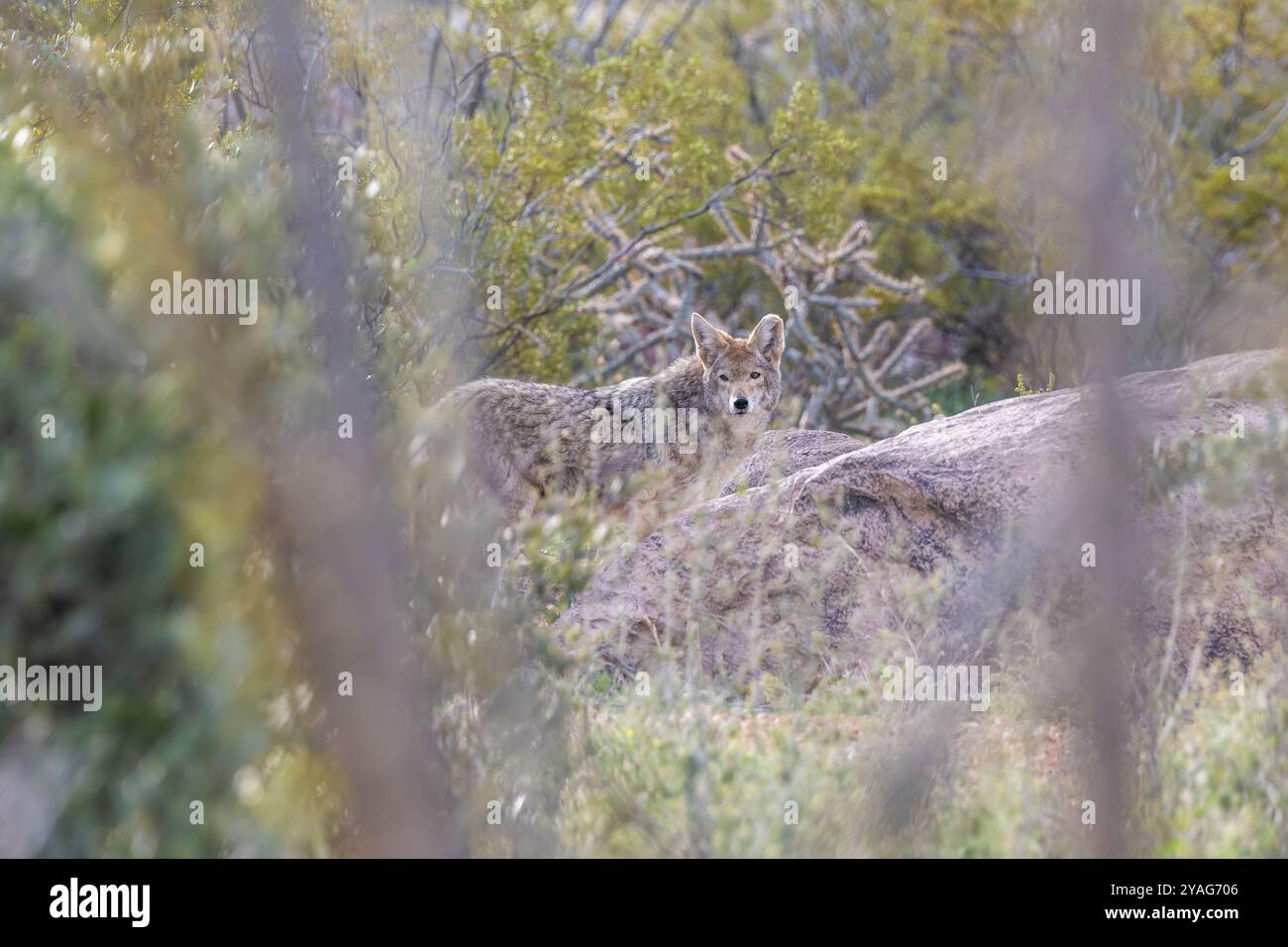A Mexican Gray Wolf in Tucson, Arizona Stock Photo - Alamy