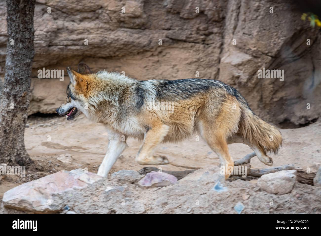 A Mexican Gray Wolf in Tucson, Arizona Stock Photo - Alamy