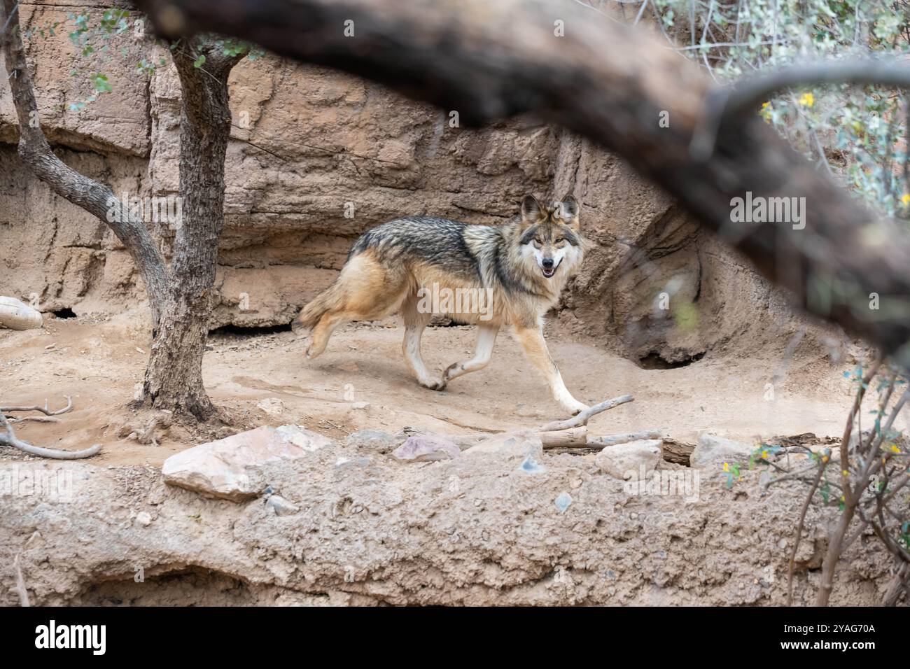 A Mexican Gray Wolf in Tucson, Arizona Stock Photo - Alamy