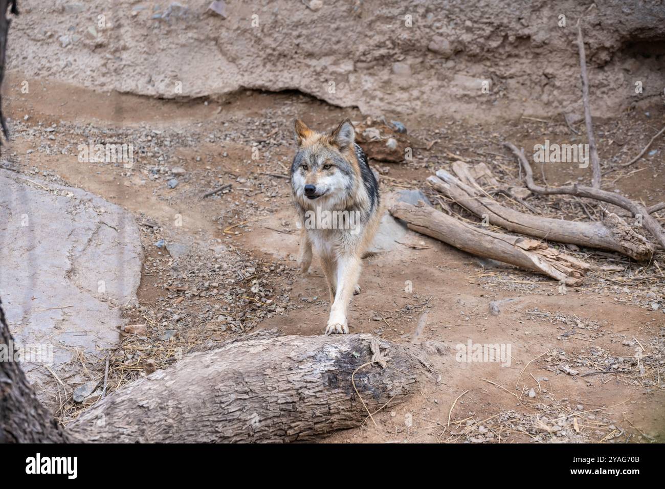 A Mexican Gray Wolf in Tucson, Arizona Stock Photo - Alamy