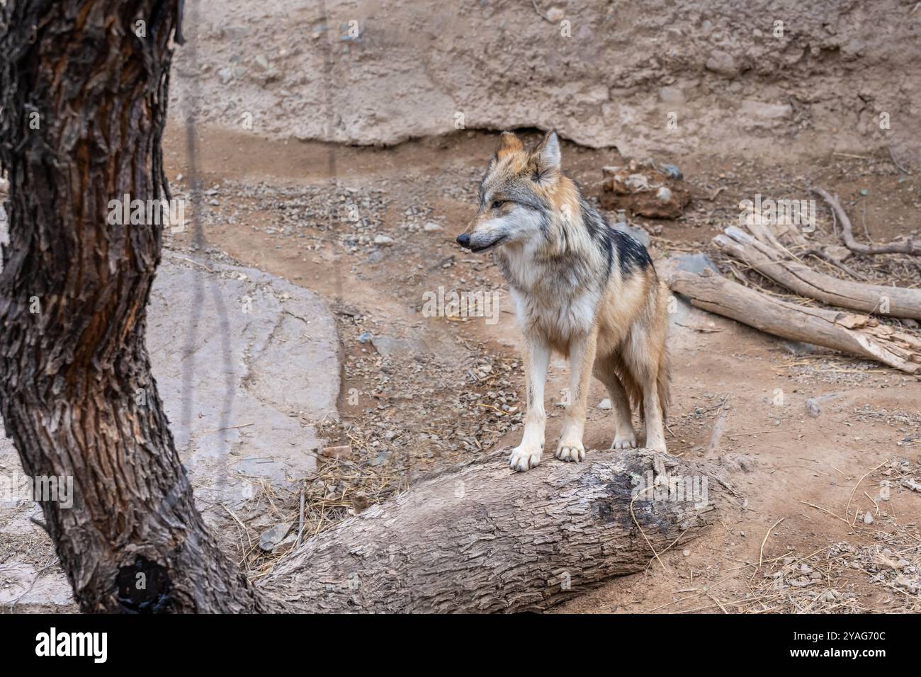 A Mexican Gray Wolf in Tucson, Arizona Stock Photo - Alamy