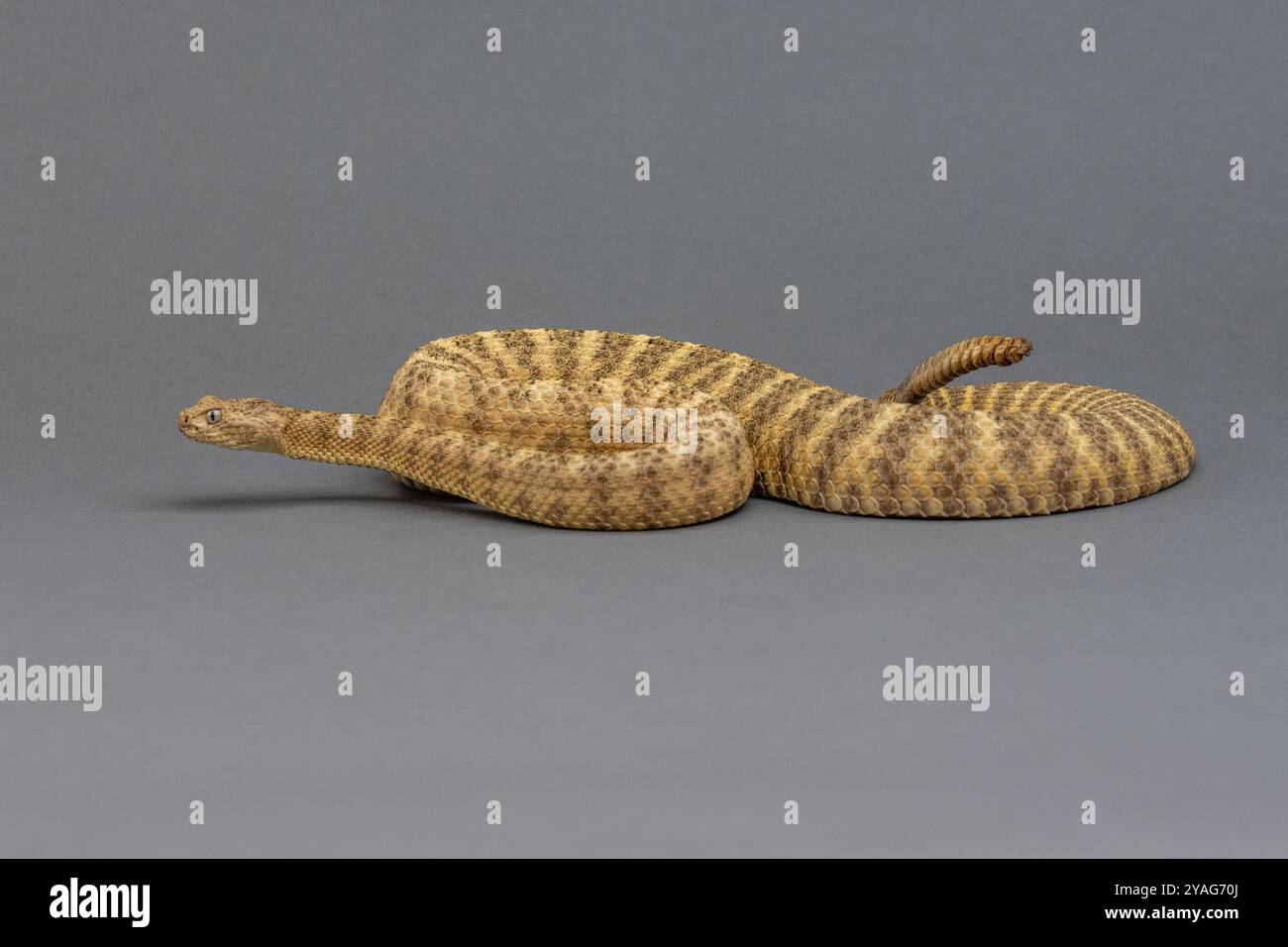 A Western Diamondback Rattlesnake in Tucson, Arizona Stock Photo - Alamy
