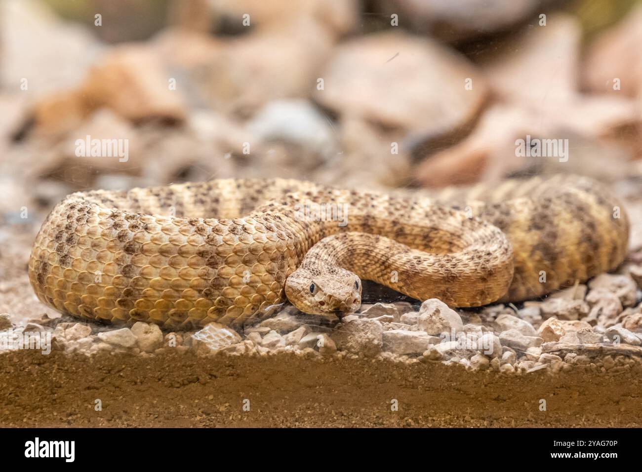 A Western Diamondback Rattlesnake in Tucson, Arizona Stock Photo - Alamy