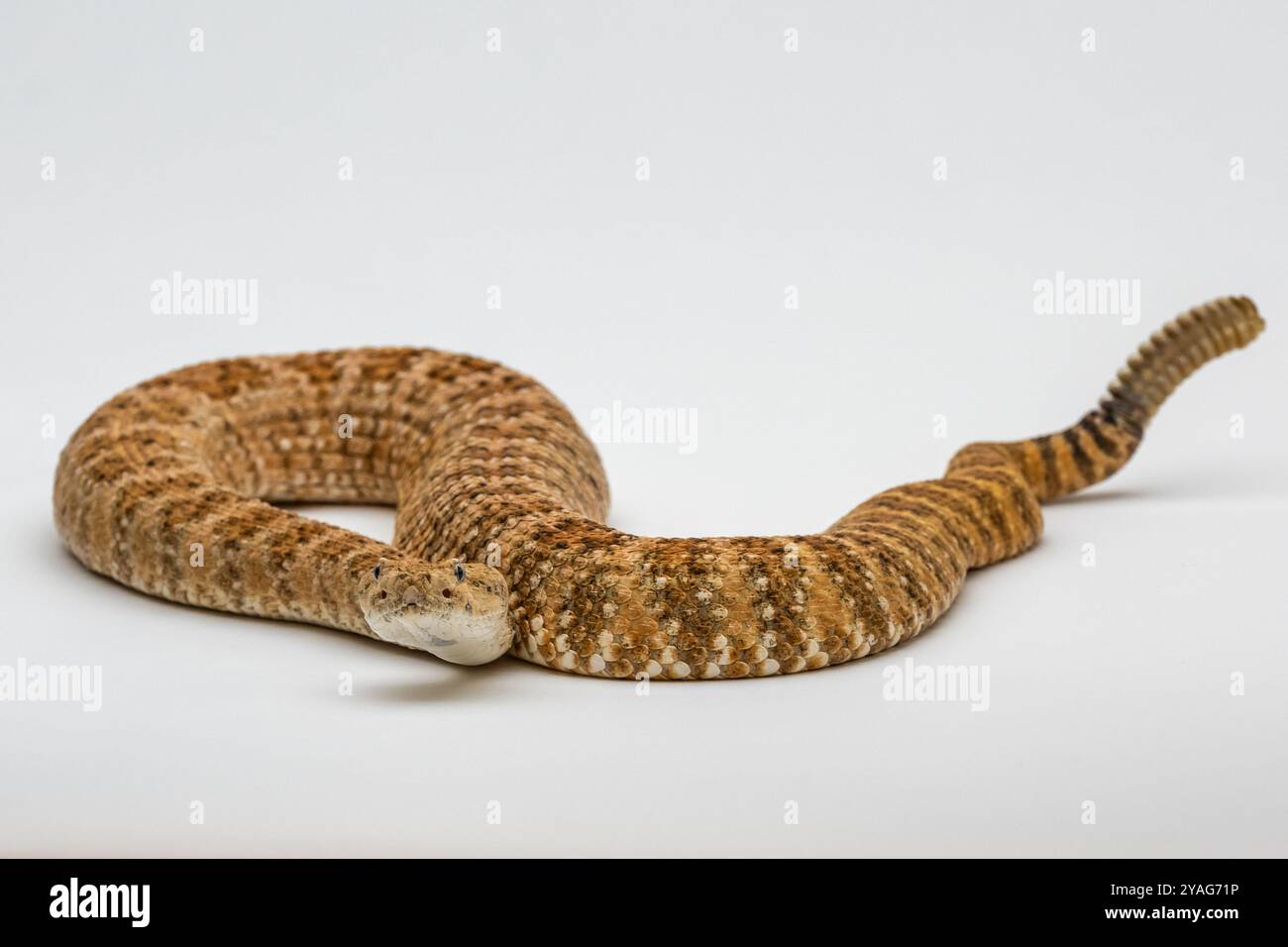 A Western Diamondback Rattlesnake in Tucson, Arizona Stock Photo - Alamy