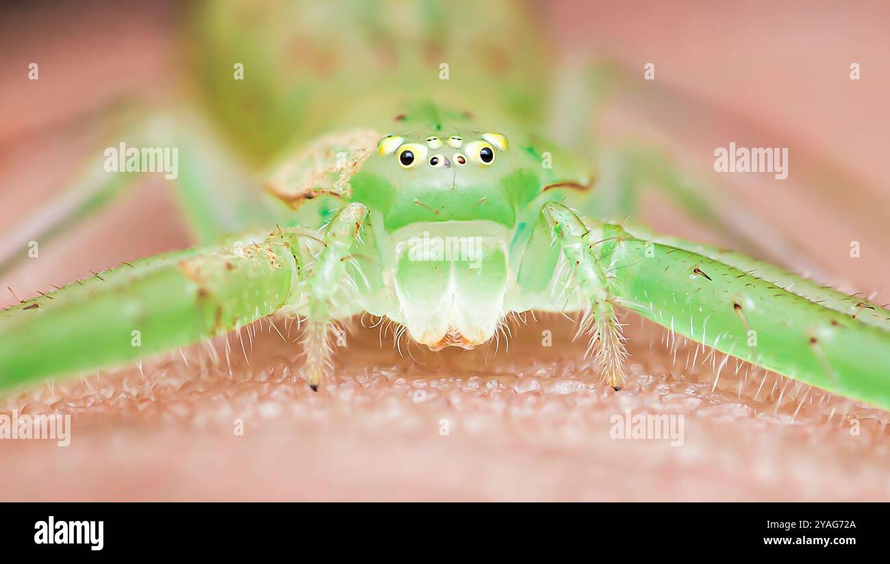 Arachnid features hi-res stock photography and images - Alamy