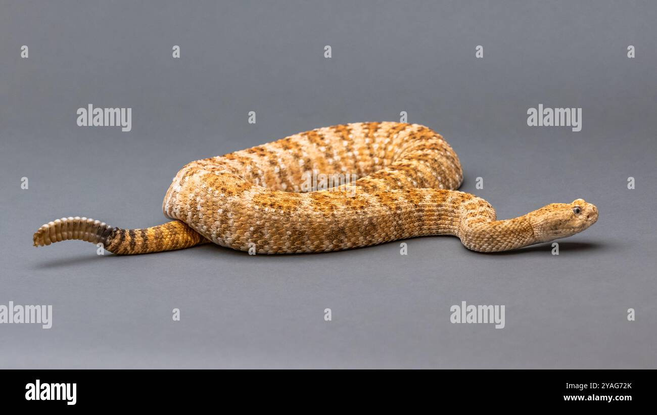 A Western Diamondback Rattlesnake in Tucson, Arizona Stock Photo - Alamy
