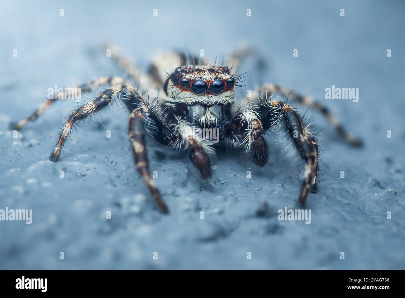 Jumping spider with black, white, and brown markings standing on a blue ...