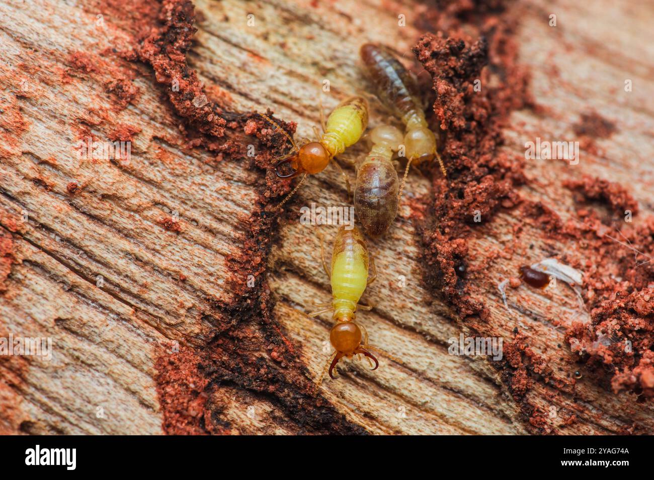 Group of termites crawling on a piece of wood, causing damage to the ...