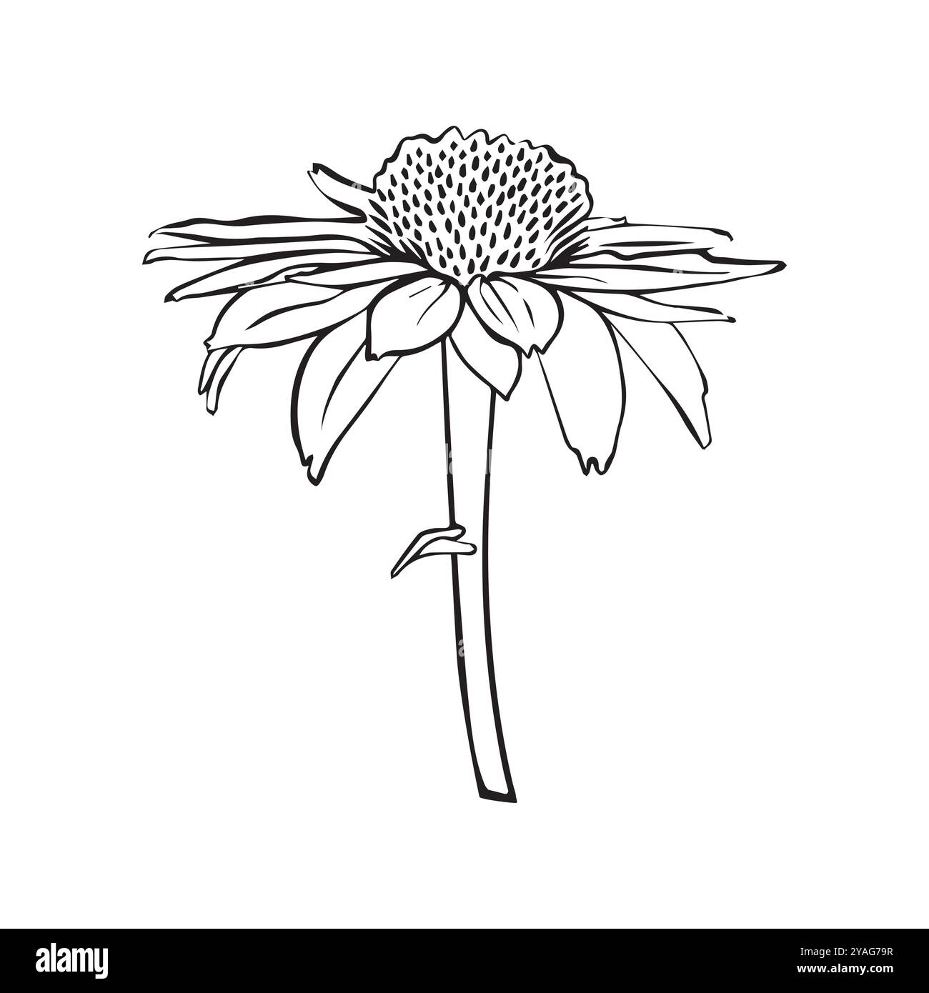Echinacea Vector outline illustration. Hand drawn echinacea graphic ...