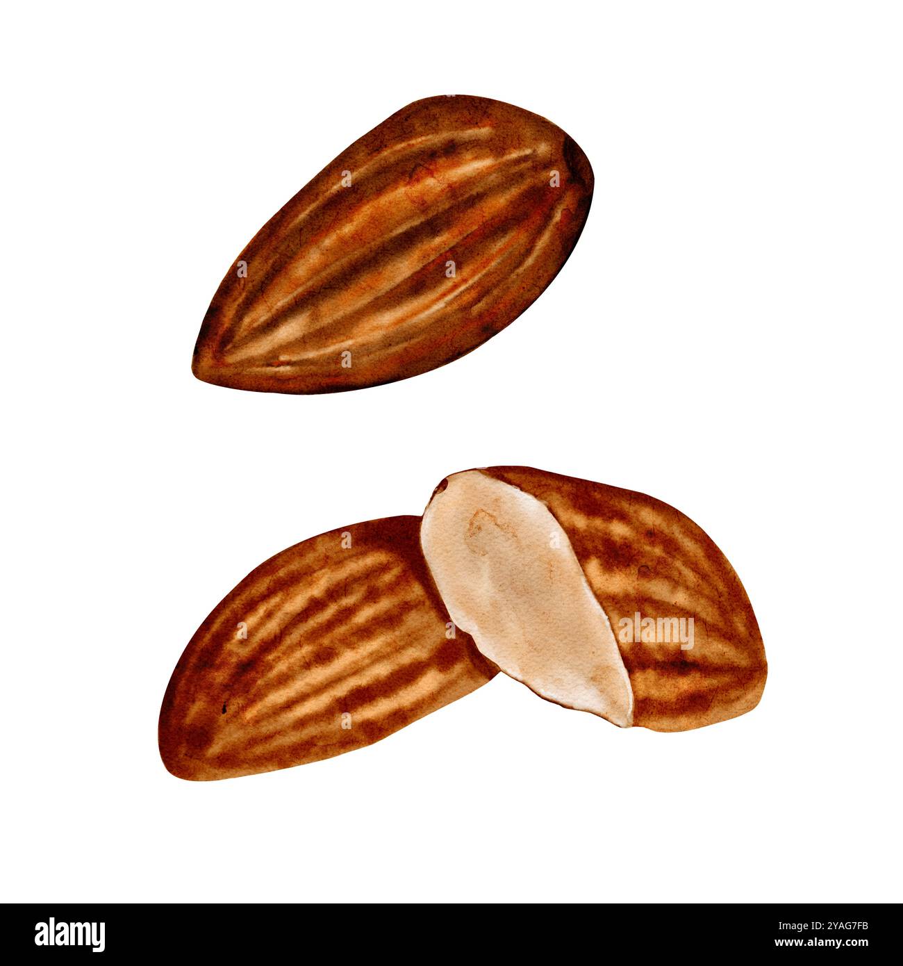 Set of almonds. Isolated nuts. No background. Watercolor illustration ...