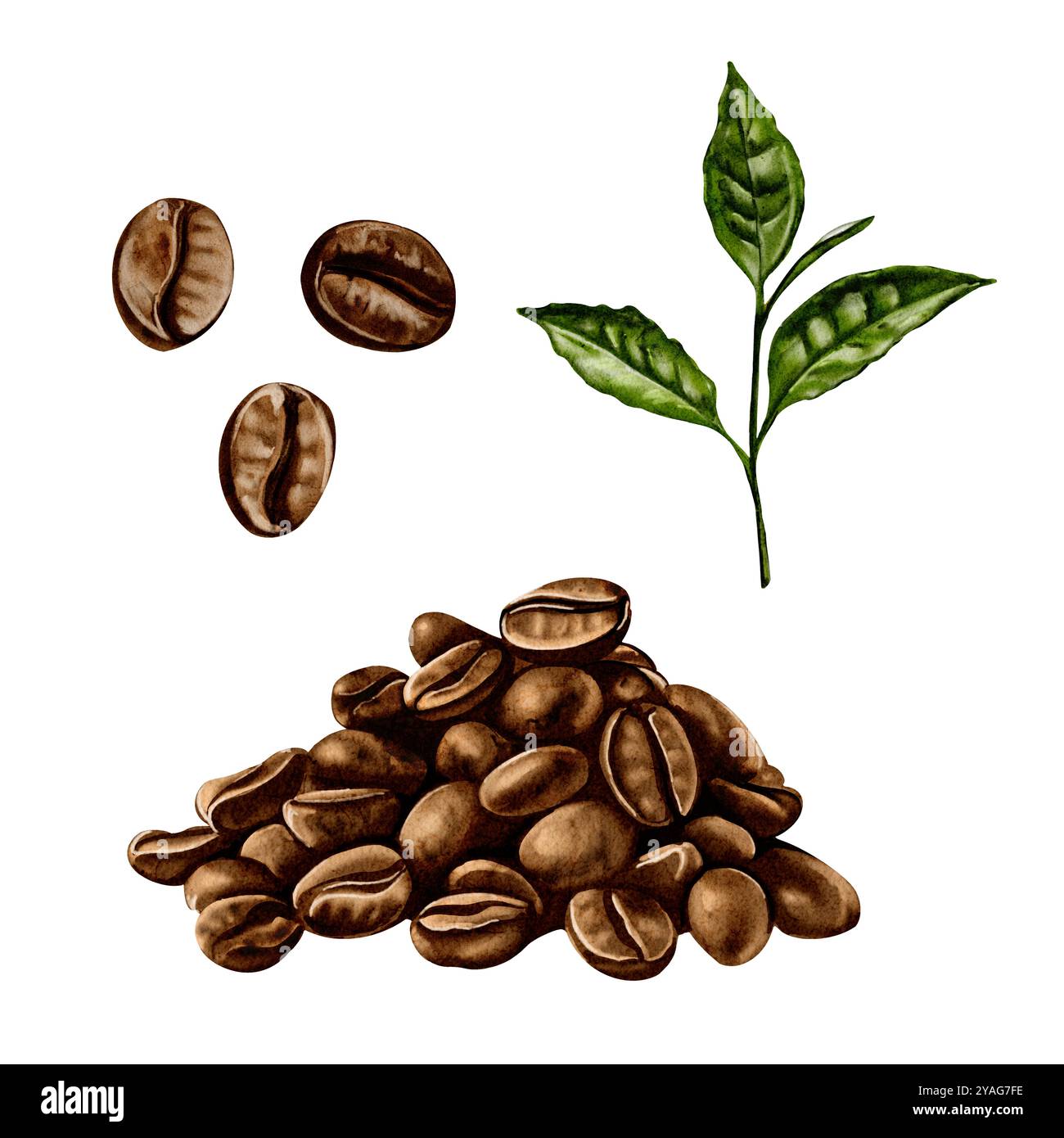 Coffee set with plant. A pile of roasted coffee beans. Twig with leaves ...
