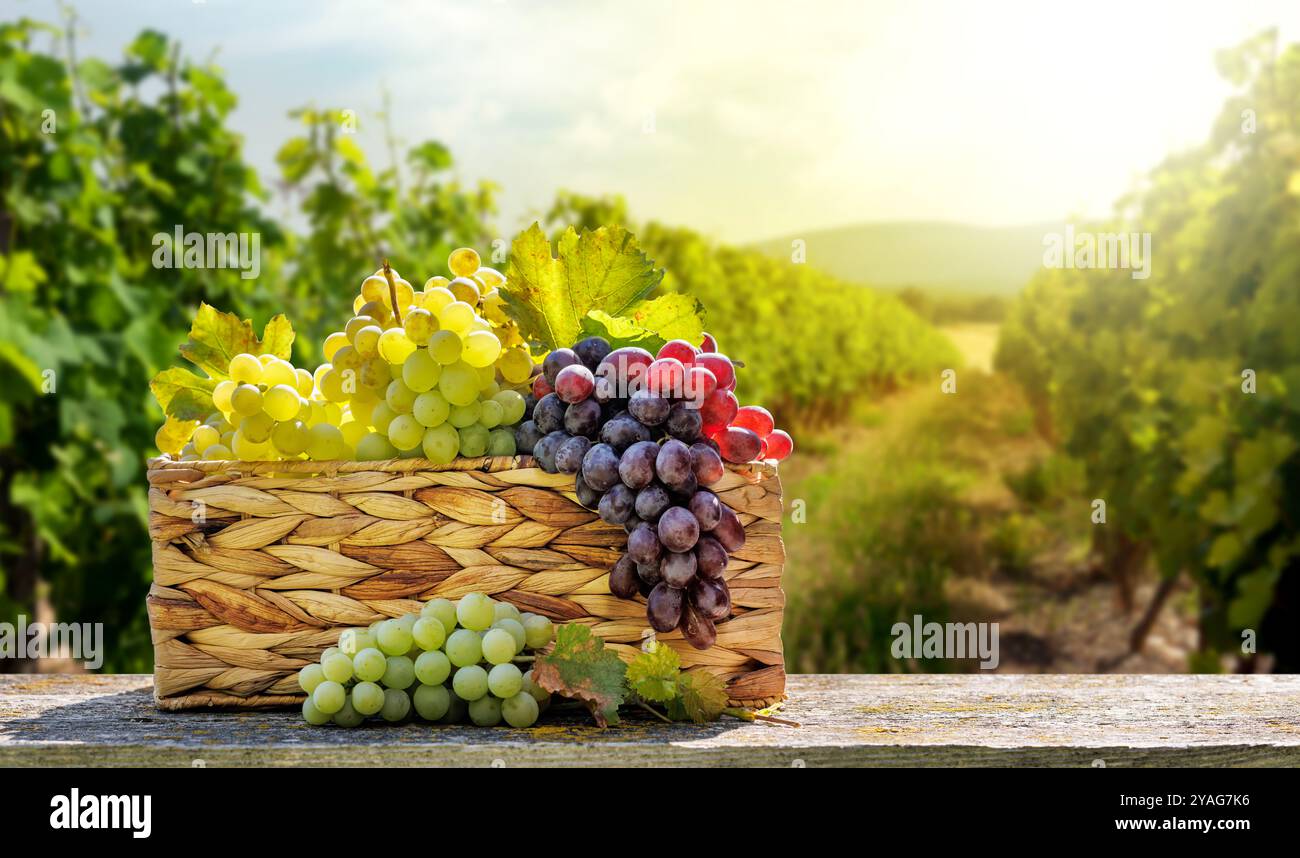 Types of vines hi-res stock photography and images - Alamy