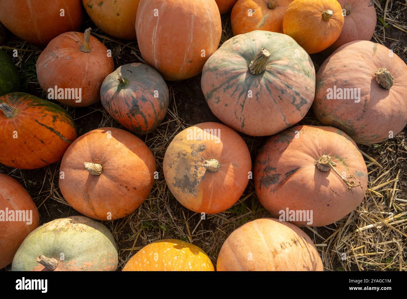 Colorful Pumpkins in Autumn Harvest Stock Photo - Alamy