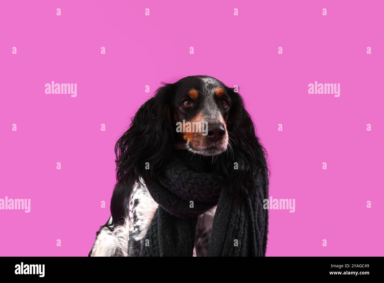 Cute cocker spaniel with warm scarf on purple background, closeup Stock ...