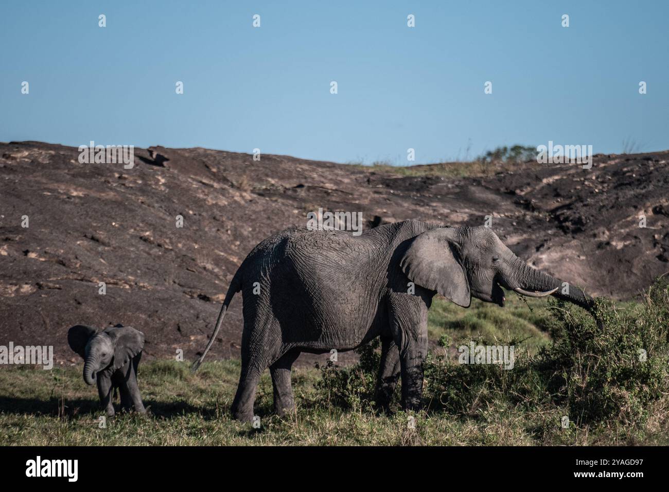 Nairobi. 12th Oct, 2024. Elephants are pictured in Kenya's Masai Mara ...