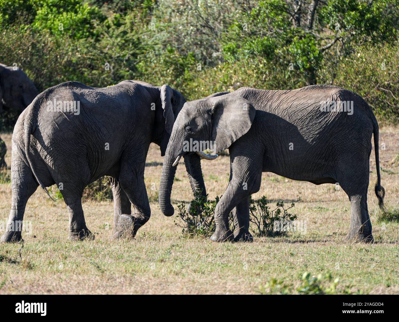 Nairobi. 12th Oct, 2024. Elephants are pictured in Kenya's Masai Mara ...